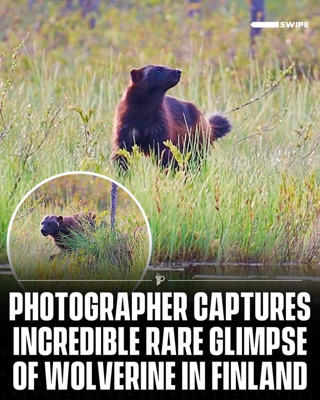 Swipe ️ A photographer had a remarkable encounter with a wolverine in ...