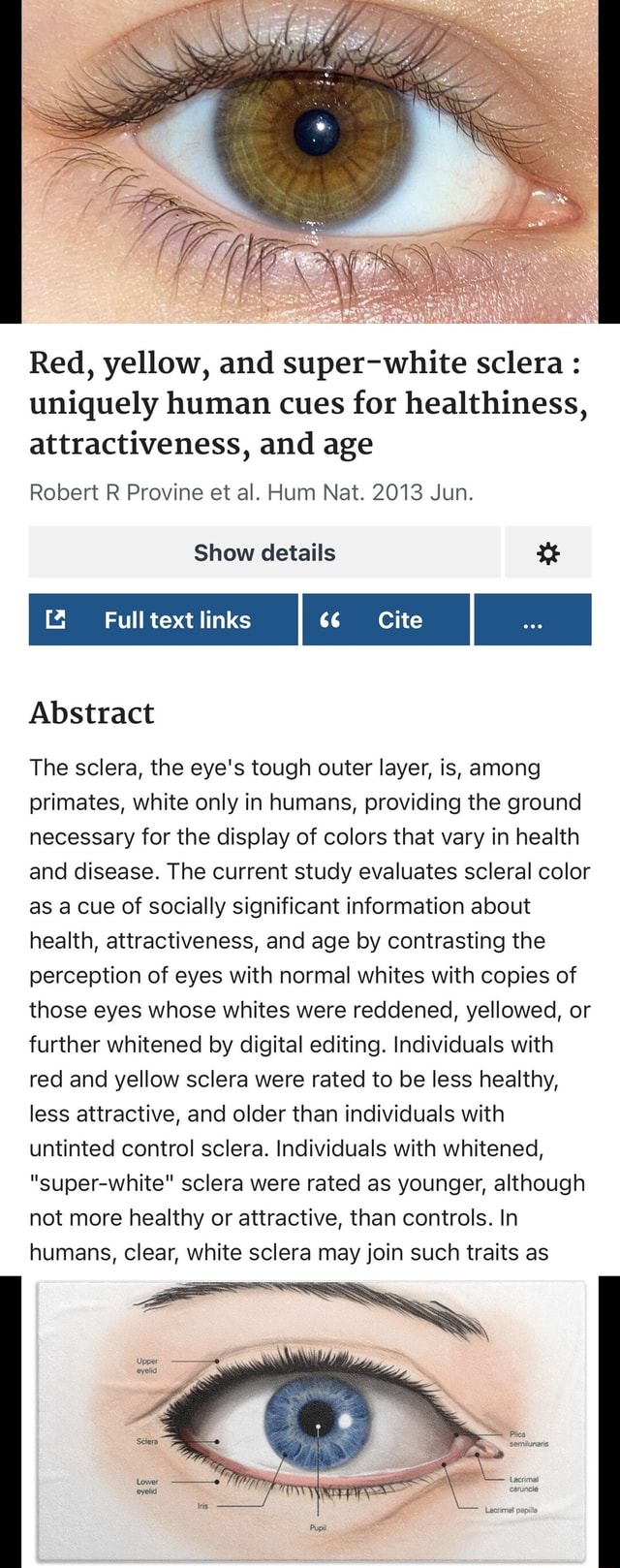 Red, yellow, and super-white sclera : uniquely human cues for ...