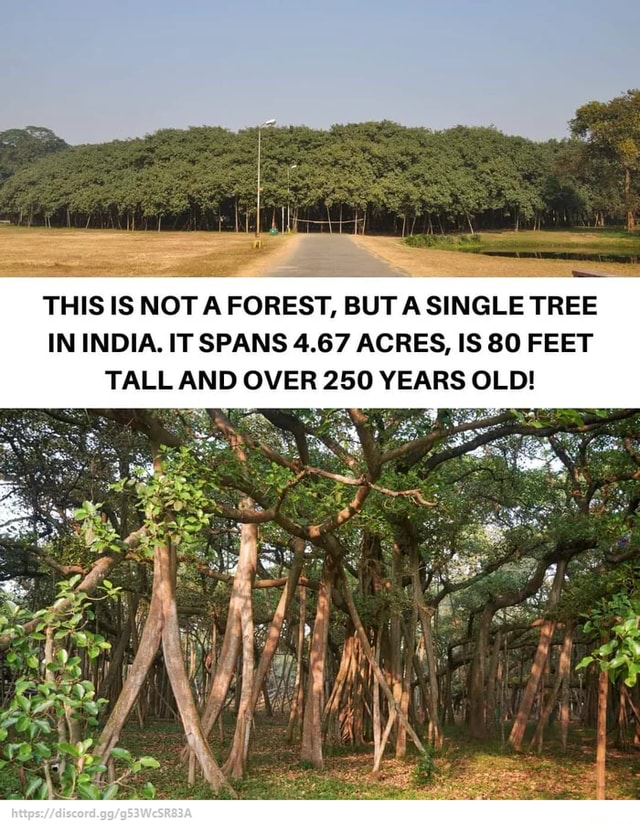 THIS IS NOT A FOREST, BUT A SINGLE TREE IN INDIA. IT SPANS 4.67 ACRES ...