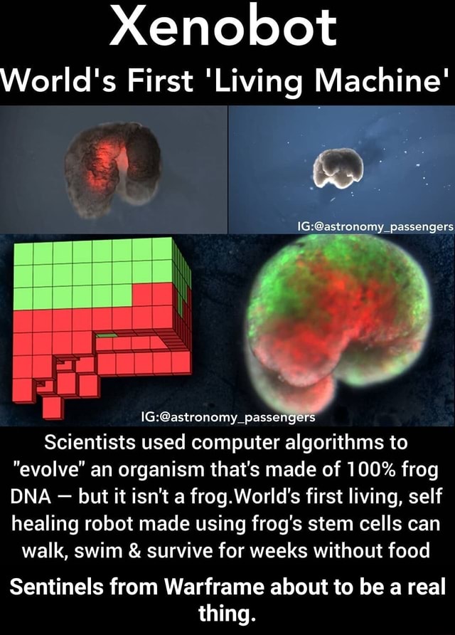 Xenobot World's First 'Living Machine' E Scientists used computer algorithms to "evolve" an ...