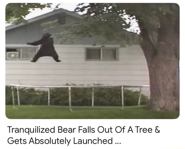 Tranquilized Bear Falls Out Of A Tree & Gets Absolutely Launched - iFunny