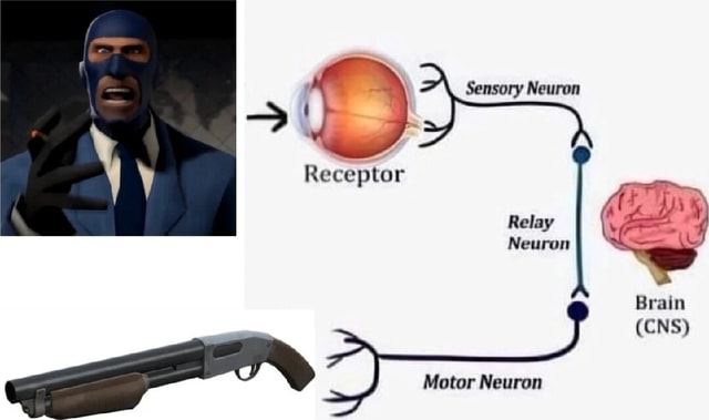 Sensory Neuron fi Receptor Relay Neuron Brain (CNS) Motor Neuron - iFunny