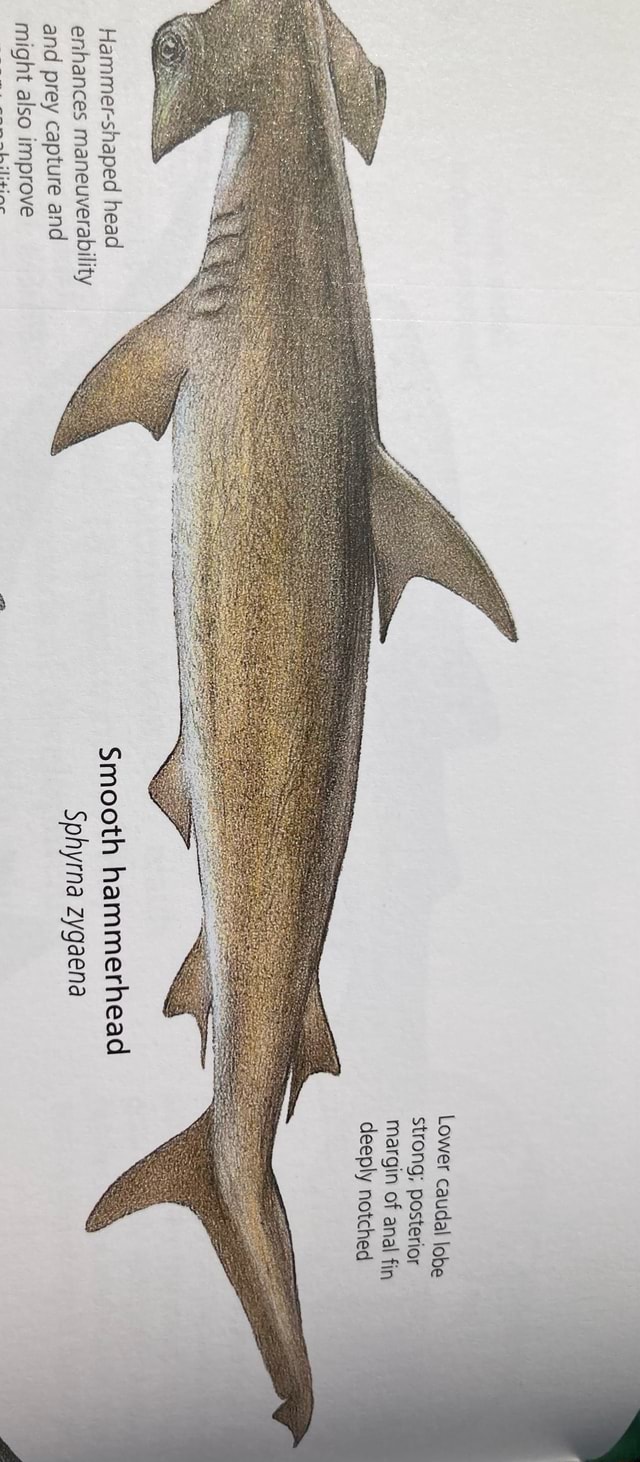 Lower caudal caudal caudal caudal caudal caudal caudal lobe lobe lobe ...