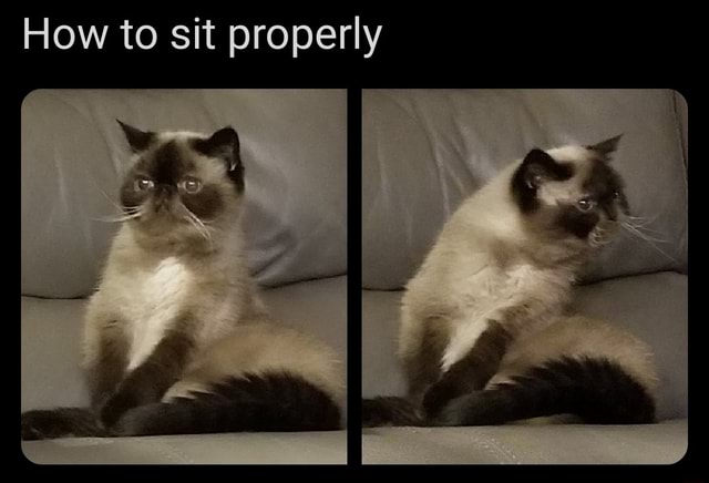 How to sit properly - iFunny