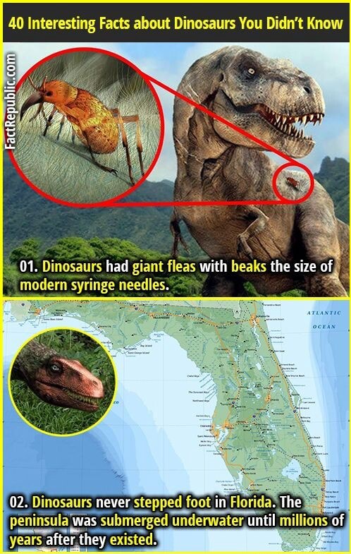 40 Interesting Facts about Dinosaurs You Didn't Know had with beaks the ...