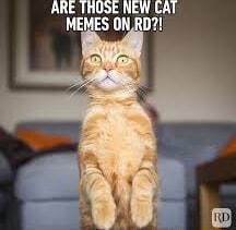 ARE THOSE HEW CAT MEMES ON RD?! - iFunny