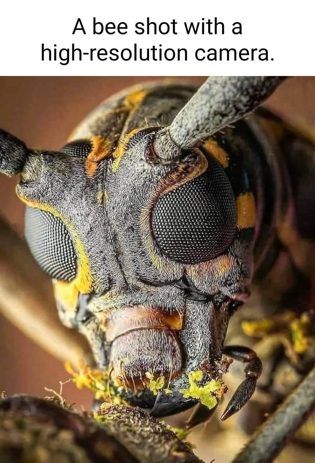 A bee shot with a high-resolution camera. - iFunny