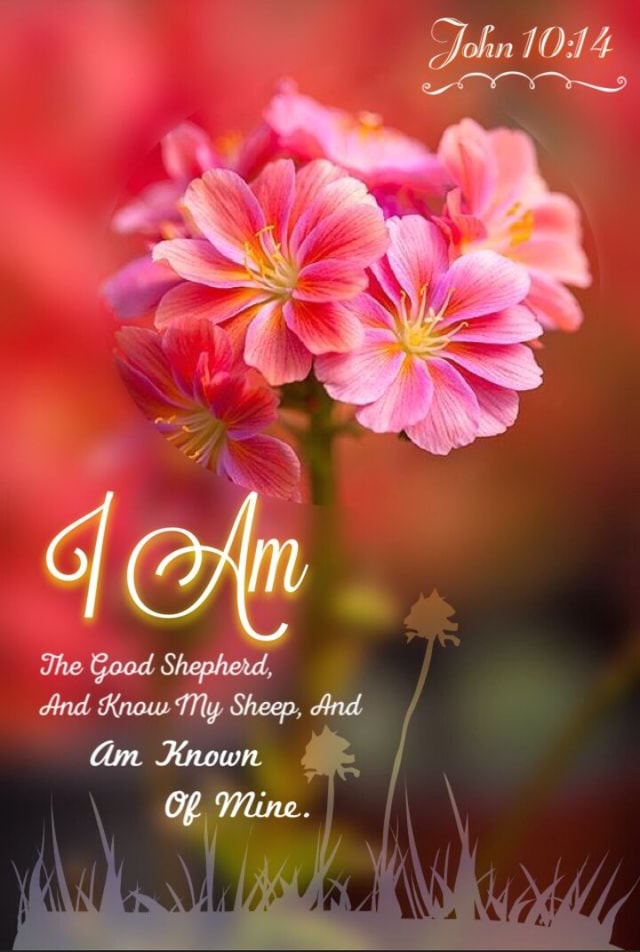 John We The Goad Shepherd, And Know My Sheen, Ard Gin Known I - iFunny