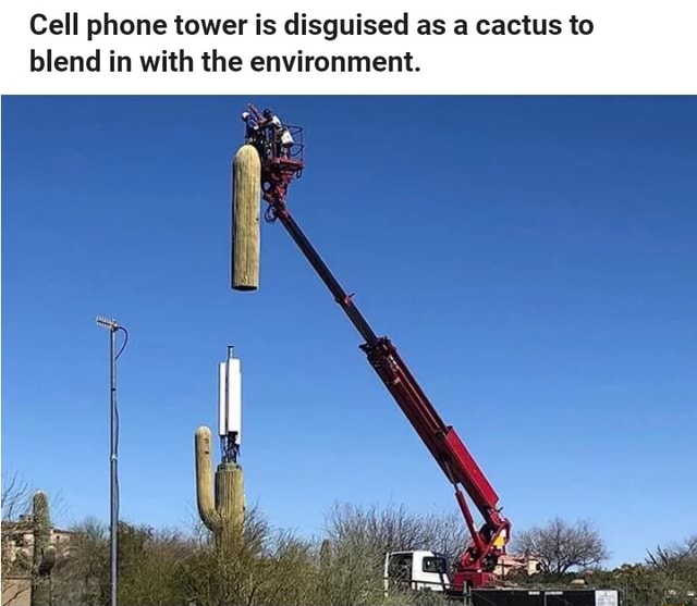 Cell phone tower is disguised as a cactus to blend in with the ...
