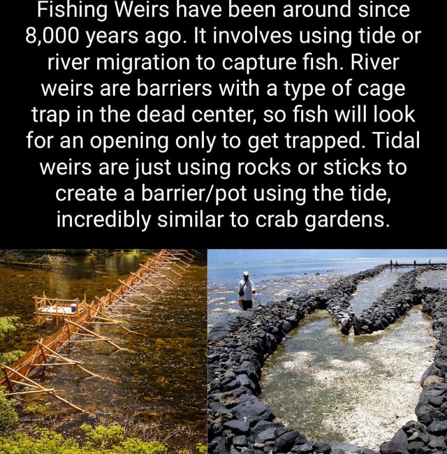 Fishing Weirs nave been around since 8,000 years ago. It involves using ...