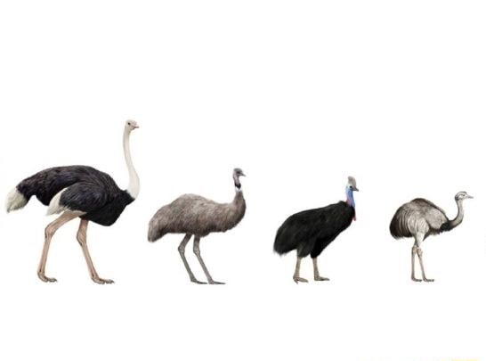 Rheas (right), also known as Nandus, are South American ratites ...