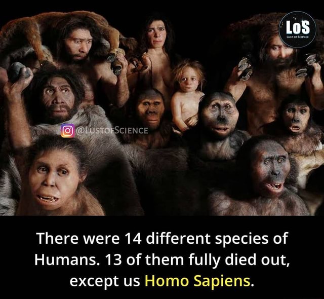 LoS There were 14 different species of Humans. 13 of them fully died ...