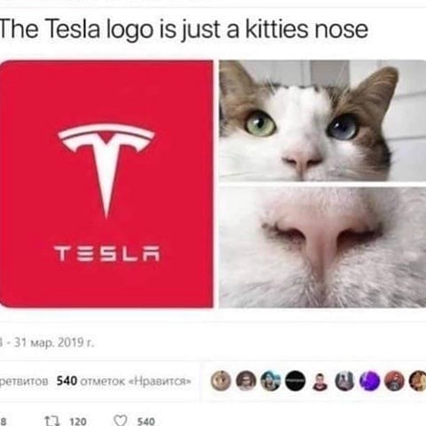 The Tesla logo is just a kitties nose - America’s best pics and videos