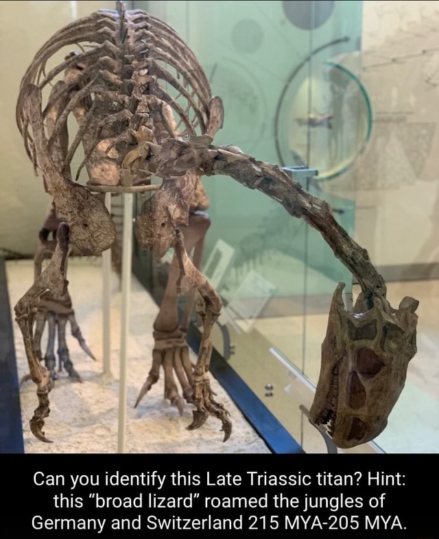 Can you identify this Late Triassic titan? Hint: this "broad lizard ...