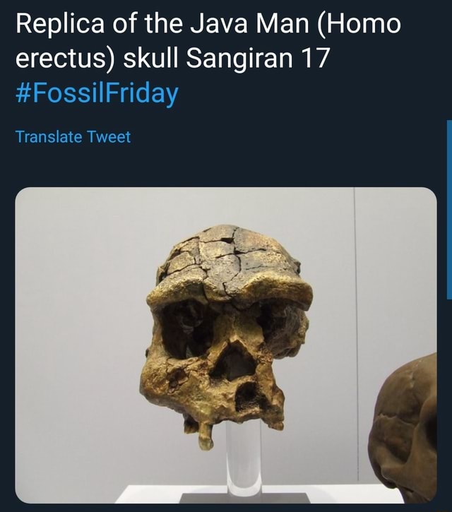 Replica of the Java Man (Homo erectus) skull Sangiran 17 #FossHFHday ...