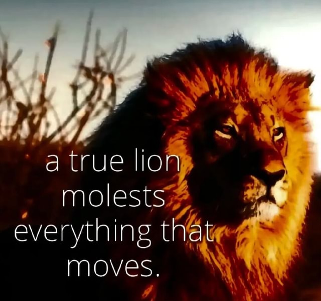 True lion molests everything that moves, - iFunny