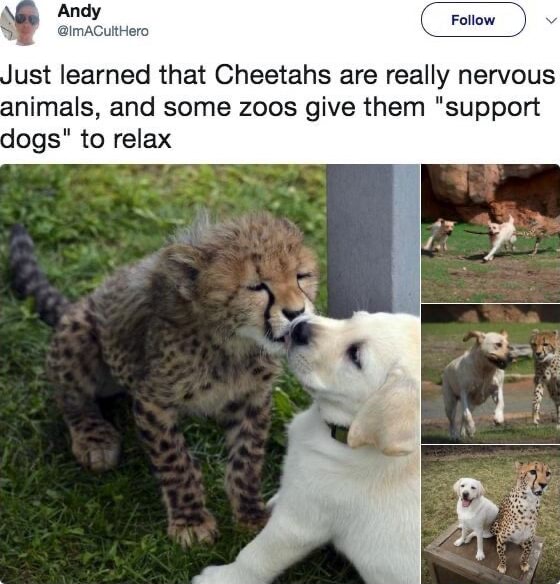 Andy Just learned that Cheetahs are really nervous animals, and some ...