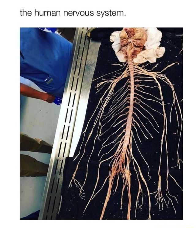 The human nervous system. - iFunny