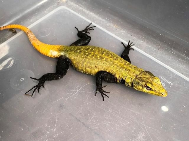 Platysaurus imperator (“Emperor flat rock lizard”). Native to dry ...