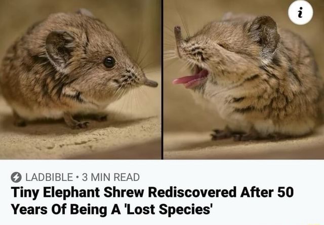 LADBIBLE 3 MIN READ Tiny Elephant Shrew Rediscovered After 50 Years Of ...