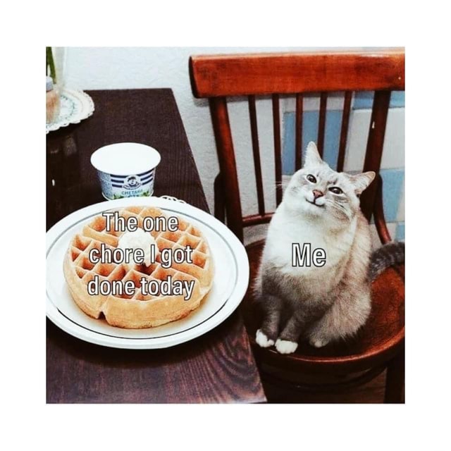 Cat memes, comics and cuties (part 8) - chote got done today - iFunny