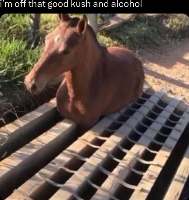 I'm off that good kush and alcohol - iFunny