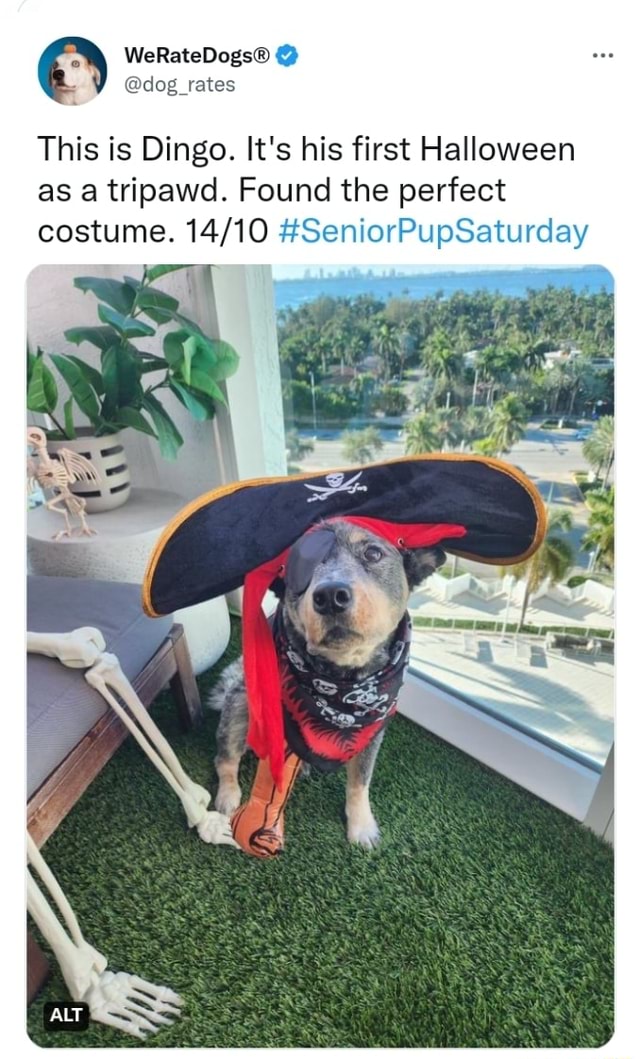 @dog_rates This is Dingo. It's his first Halloween as a tripawd. Found ...