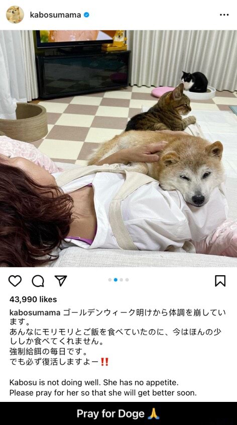 Kabosumama 43,990 likes kabosumama )LFY -7 ORME ML TU BABICEVEVETREBNTUEDIC, SISENOD Kabosu is ...