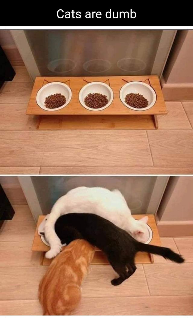 Cats are dumb - America’s best pics and videos