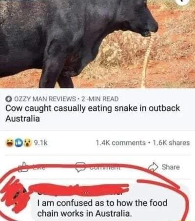 Cow caught casually eating snake in outback Australia TAR comments 1.6K ...