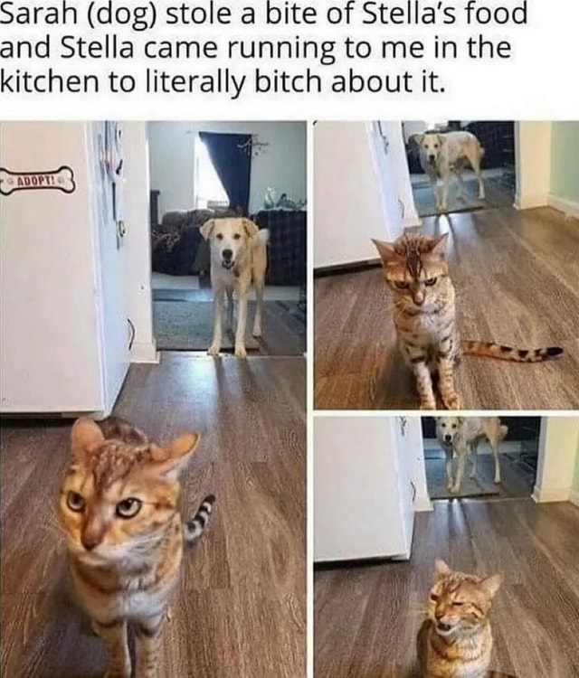 Catmemes catmemesdaily cat kitten instacat catmemesarethebest memecat ...