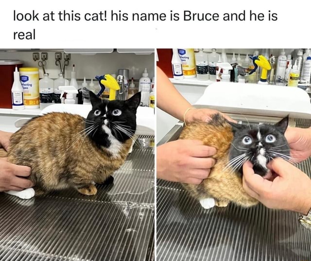 The Beauty of Bruce - look at this cat! his name is Bruce and he is ...
