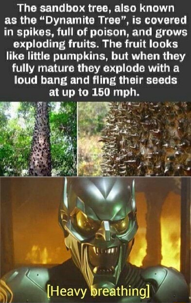 The sandbox tree, also known as the "Dynamite Tree", is covered in ...