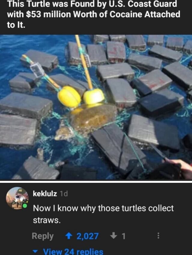 This Turtle was Found by U.S. Coast Guard with $53 million Worth of ...