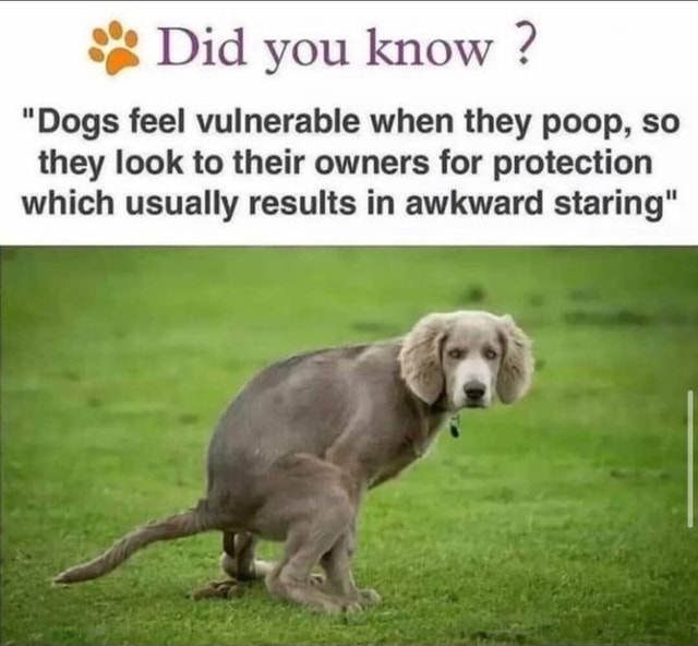 Did you know ? "Dogs feel vulnerable when they poop, so they look to ...