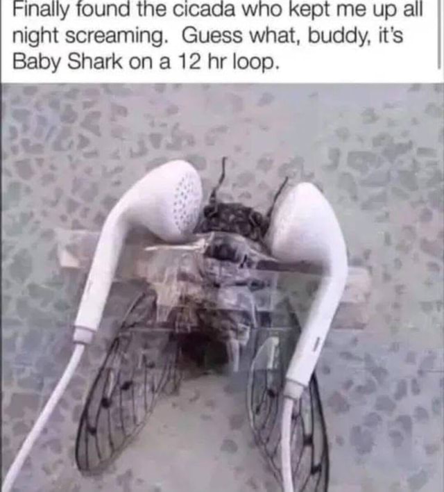 Ally found the cicada who kept me up night screaming. Guess what, buddy ...