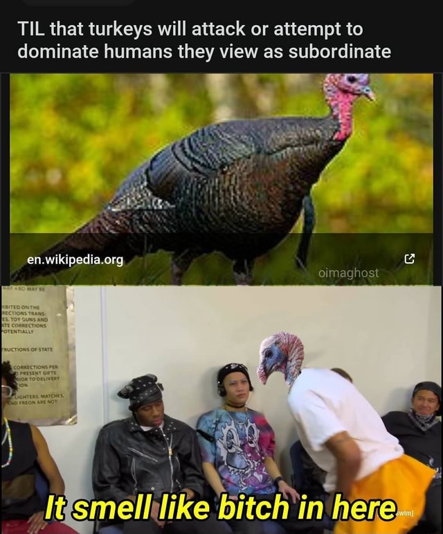 TIL that turkeys will attack or attempt to dominate humans they view as ...