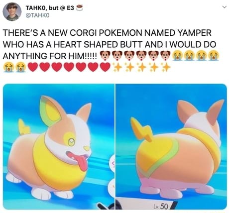 OBS THERE'S A NEW CORGI POKEMON NAMED YAMPER WHO HAS A HEART SHAPED ...