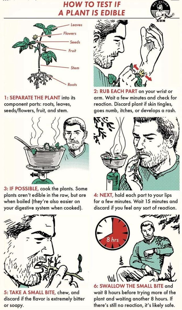 HOW TO TEST IF A PLANT IS EDIBLE leaves Flowers Seeds Fruit Stem 1 ...