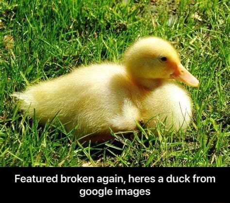 Featured broken again, heres a duck from google images - Featured ...