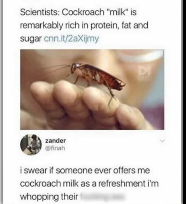 Scientists: Cockroach "milk" is remarkably rich in protein, fat and ...