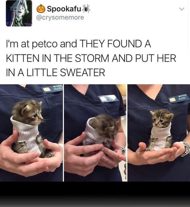 I'm at petco and THEY FOUND A KITTEN IN THE STORM AND PUT HER IN ...