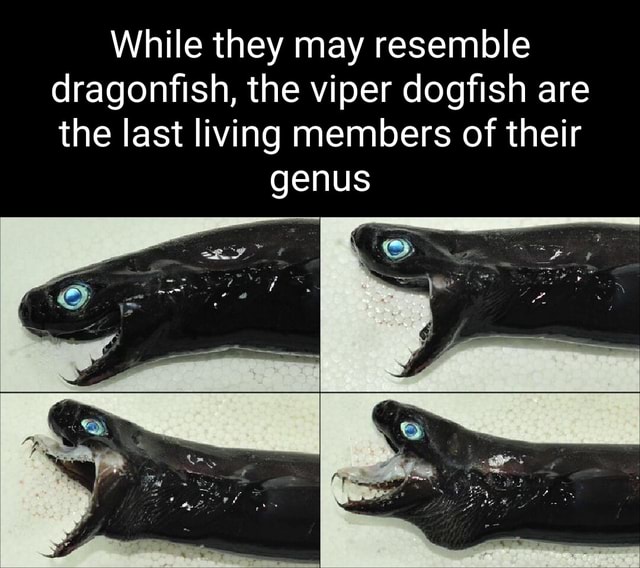 While they may resemble dragonfish, the viper dogfish are the last ...
