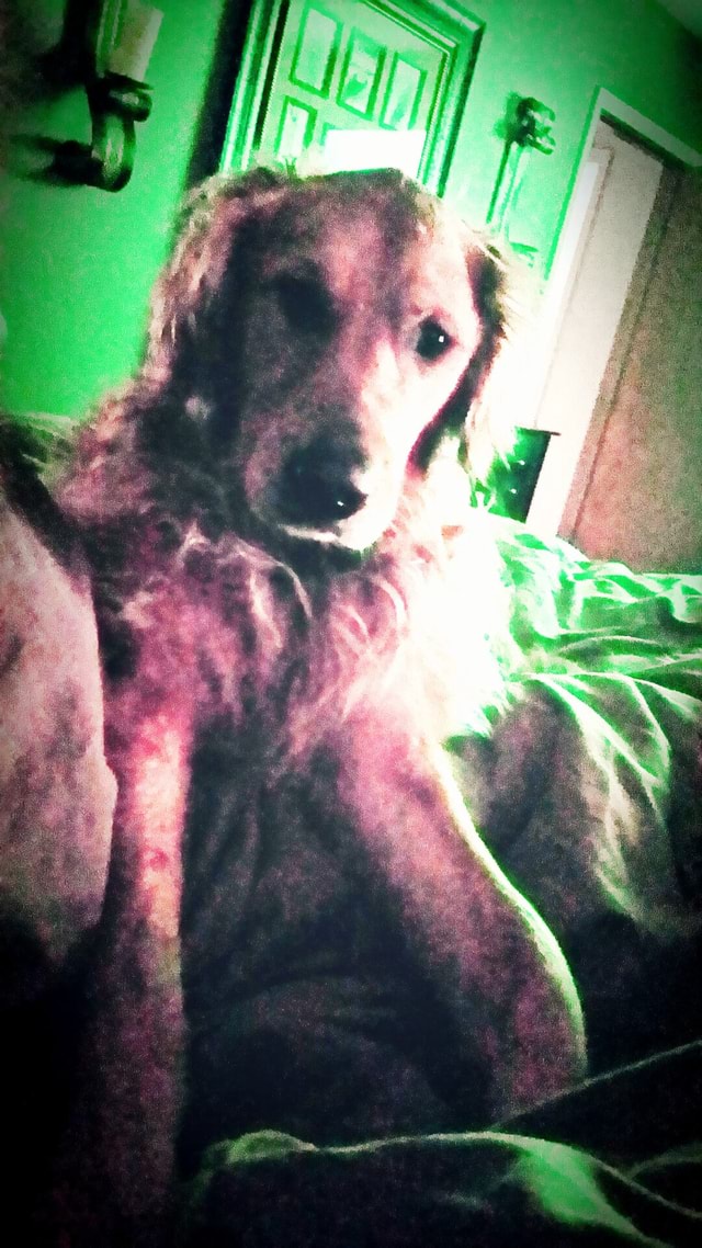 Old throwback photo of the poof in the "big bed" with us. - America’s ...