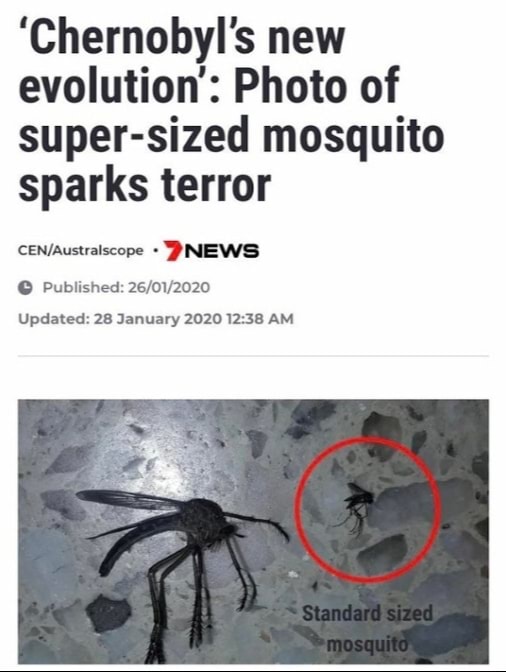 'Chernobyl's new evolution': Photo of super-sized mosquito sparks ...