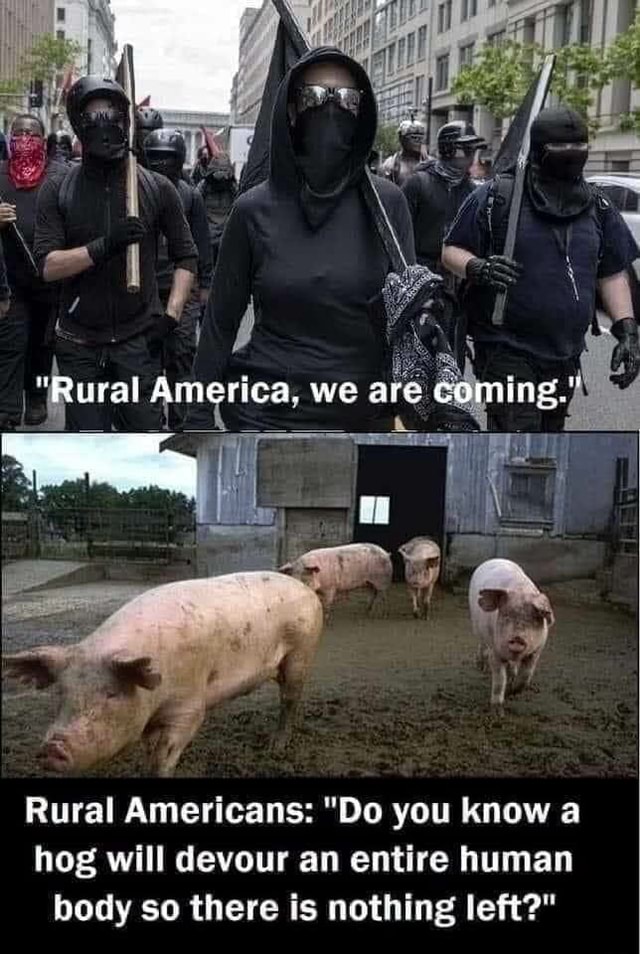 Rural Americans: "Do you know a hog will devour an entire human body so ...