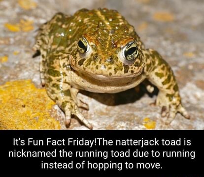 It's Fun Fact Friday! The natterjack toad is nicknamed the running toad ...