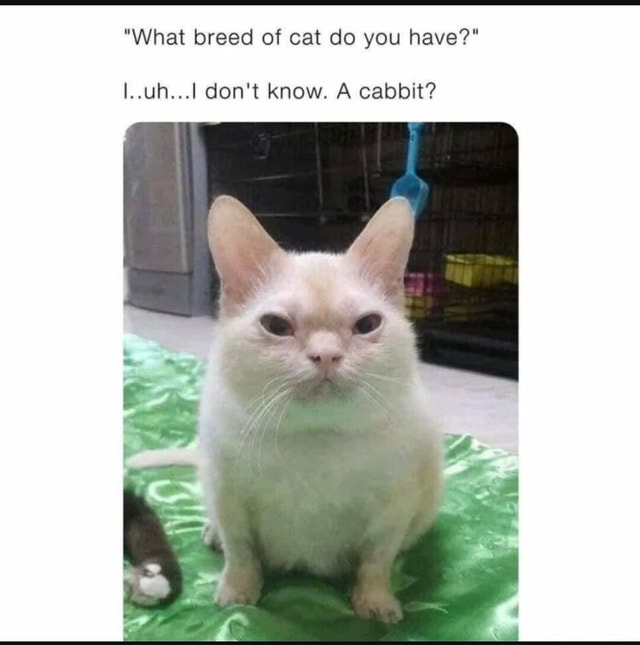 "What breed of cat do you have?" don't know. A cabbit? - iFunny