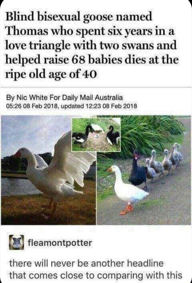 Blind bisexual goose named Thomas who spent six years in a love ...