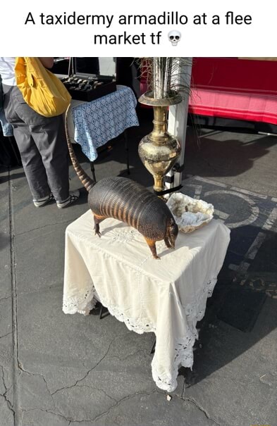 A taxidermy armadillo at a flee market tf - iFunny